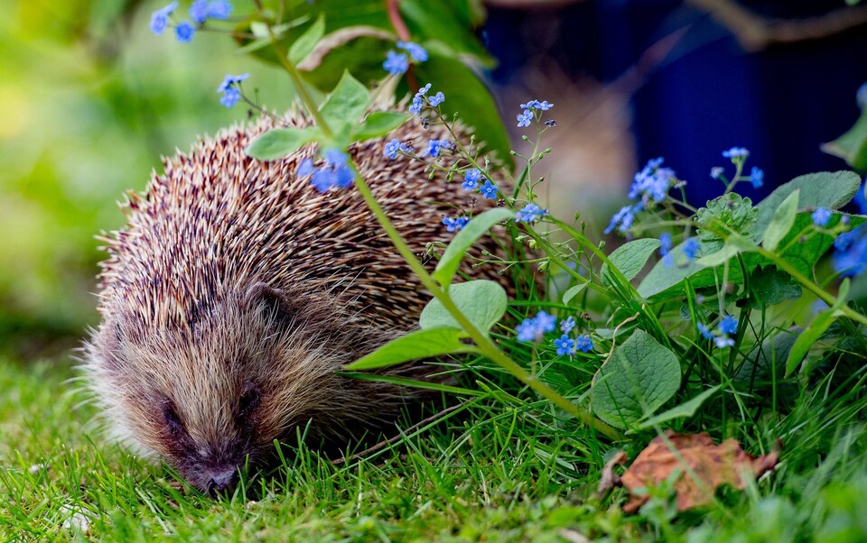 Scientist calls for facial recognition to keep hedgehogs safe from ...